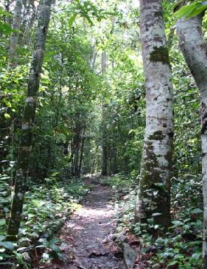 Bosque seco :: Biomas-colombianos